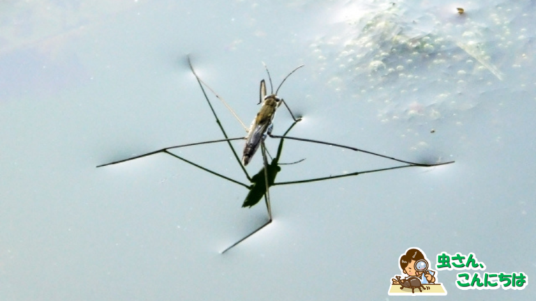 タガメ・ゲンゴロウなど水辺にすむ昆虫の仲間16種類 その特徴や生息場所などを分かりやすく解説！