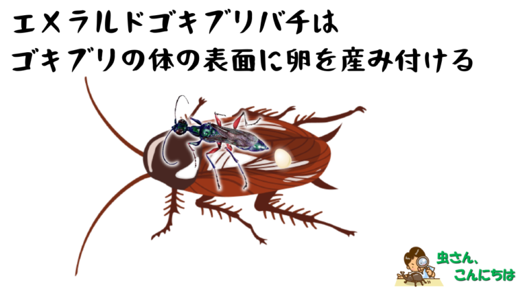 恐怖の寄生性昆虫エメラルドゴキブリバチ|ゴキブリに毒を注入して脳を乗っ取り自由自在に操るえげつないヤツ
