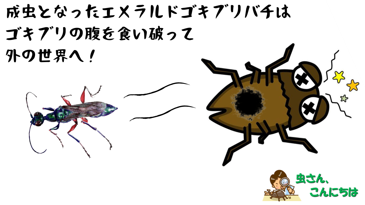 恐怖の寄生性昆虫エメラルドゴキブリバチ|ゴキブリに毒を注入して脳を乗っ取り自由自在に操るえげつないヤツ